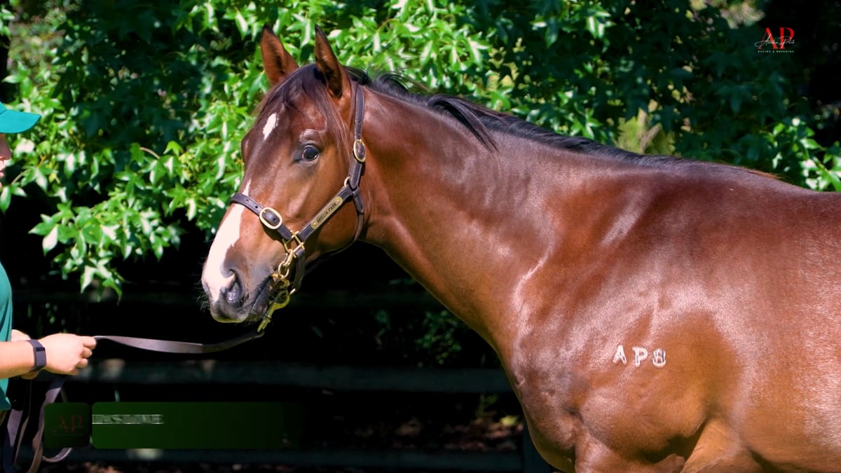 Amelia Park - 2025 Magic Millions Perth Yearling Draft on Vimeo