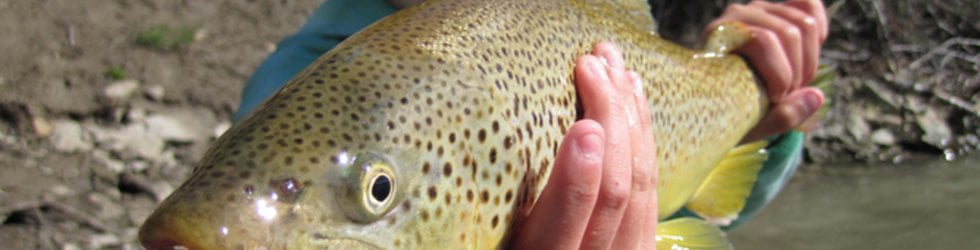 Fly Fishing and Fly Tying on Vimeo