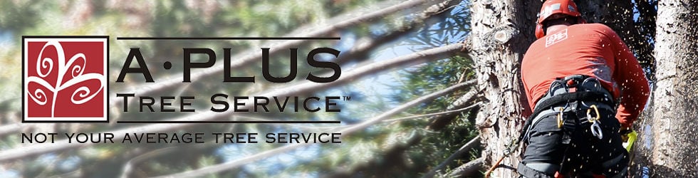 A Plus Tree, Inc on Vimeo