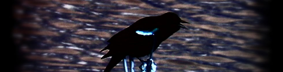 Jacob Richman on Vimeo