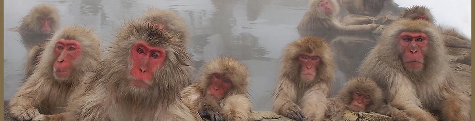 Get Olympus on Vimeo