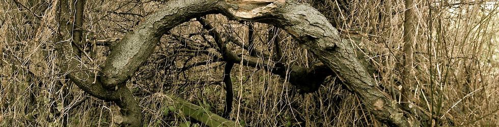 'Magic realism' I reckon on Vimeo