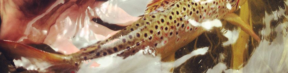 The Fly Fishing Channel on Vimeo