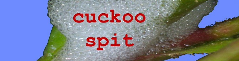 Cuckoo Spit on Vimeo