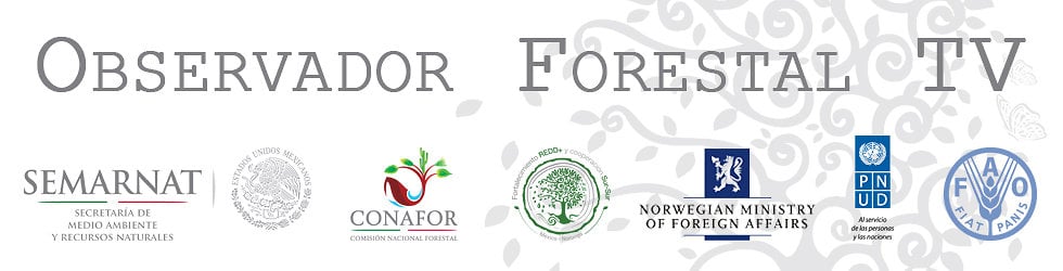 Observador Forestal TV on Vimeo