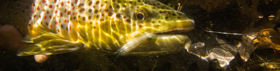 Tying Mangled Flies on Vimeo