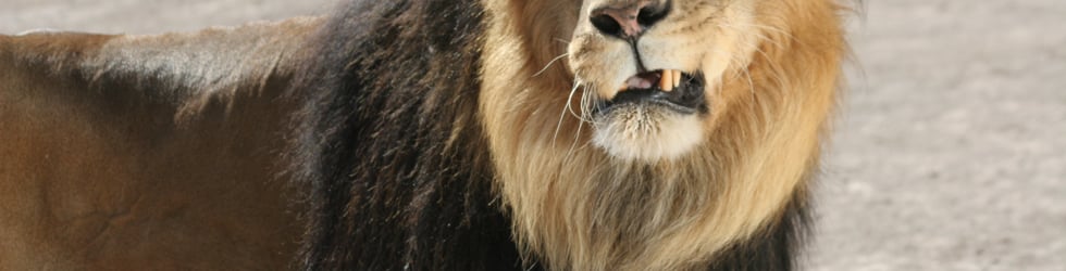 100 Letters on Vimeo