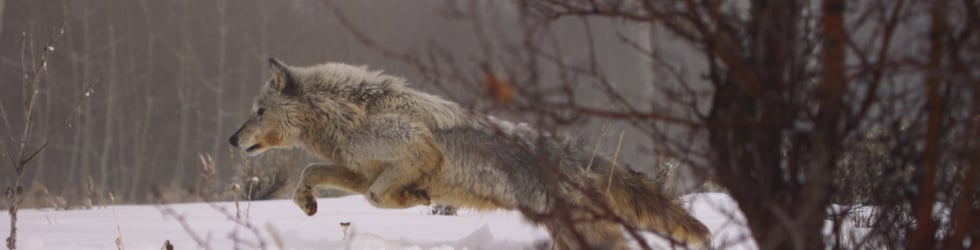 Rocky Mountain Wolf Project on Vimeo