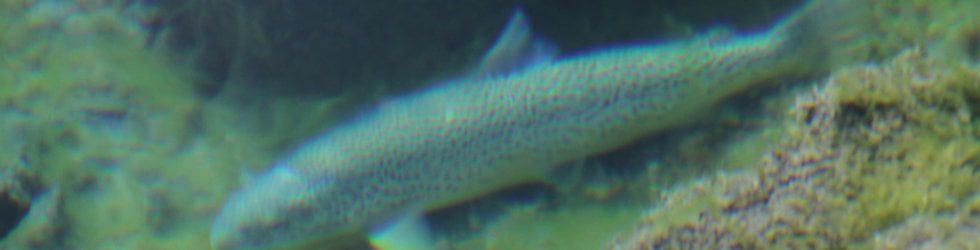 Fly fishing HD on Vimeo