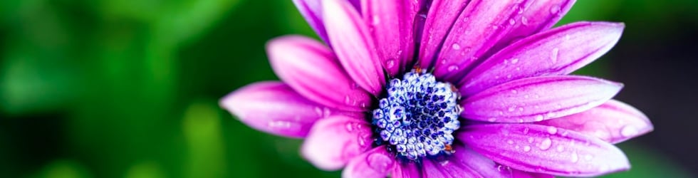 Janice Sweet channel on Vimeo