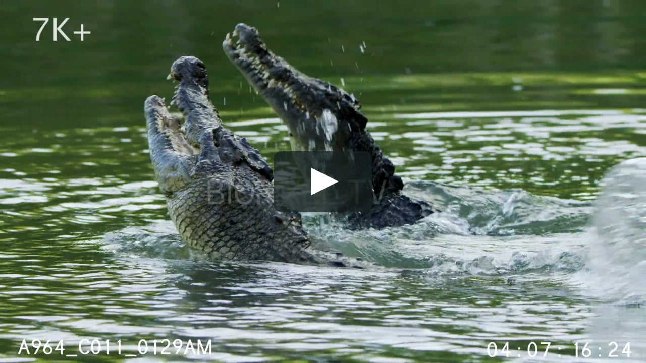 4K Crocodiles - Two saltwater crocodiles fighting 7K+.mov on Vimeo