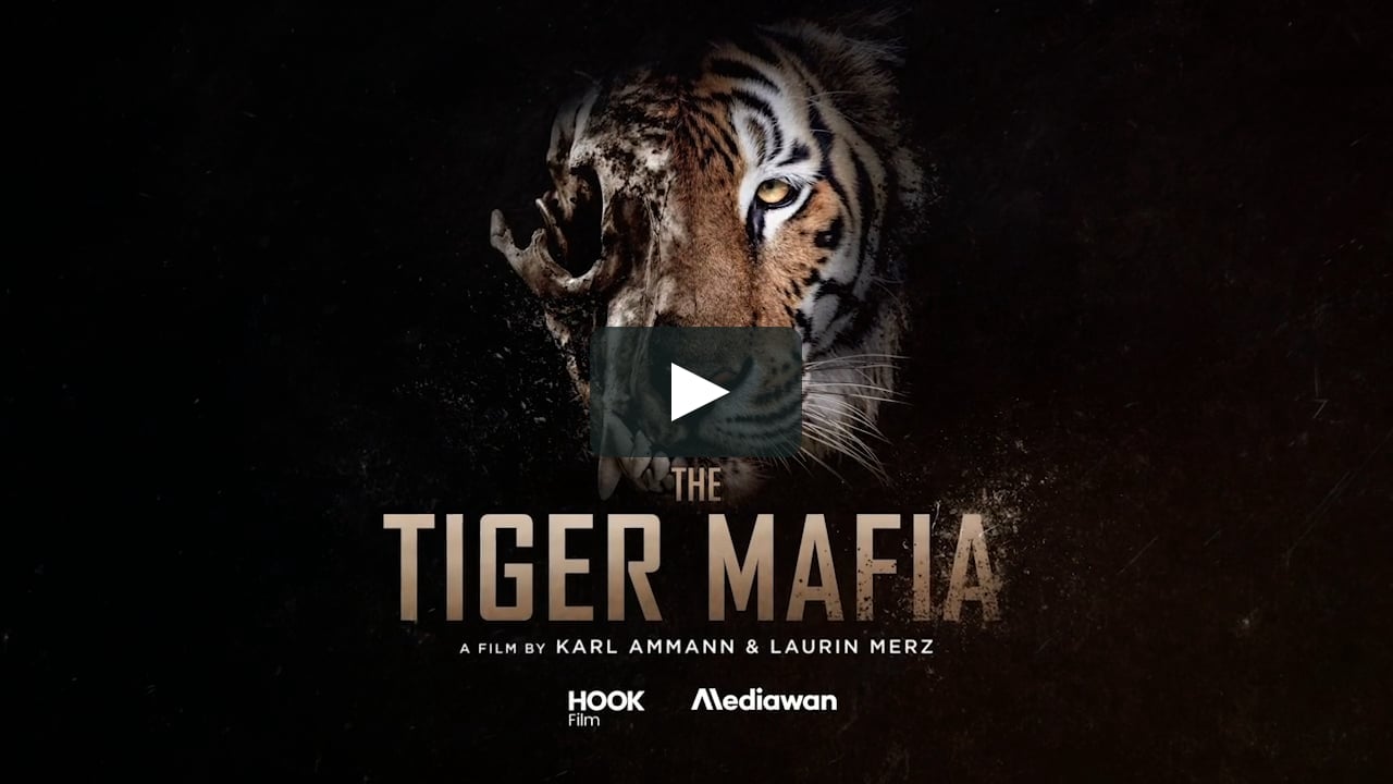Watch THE TIGER MAFIA Online | Vimeo On Demand on Vimeo