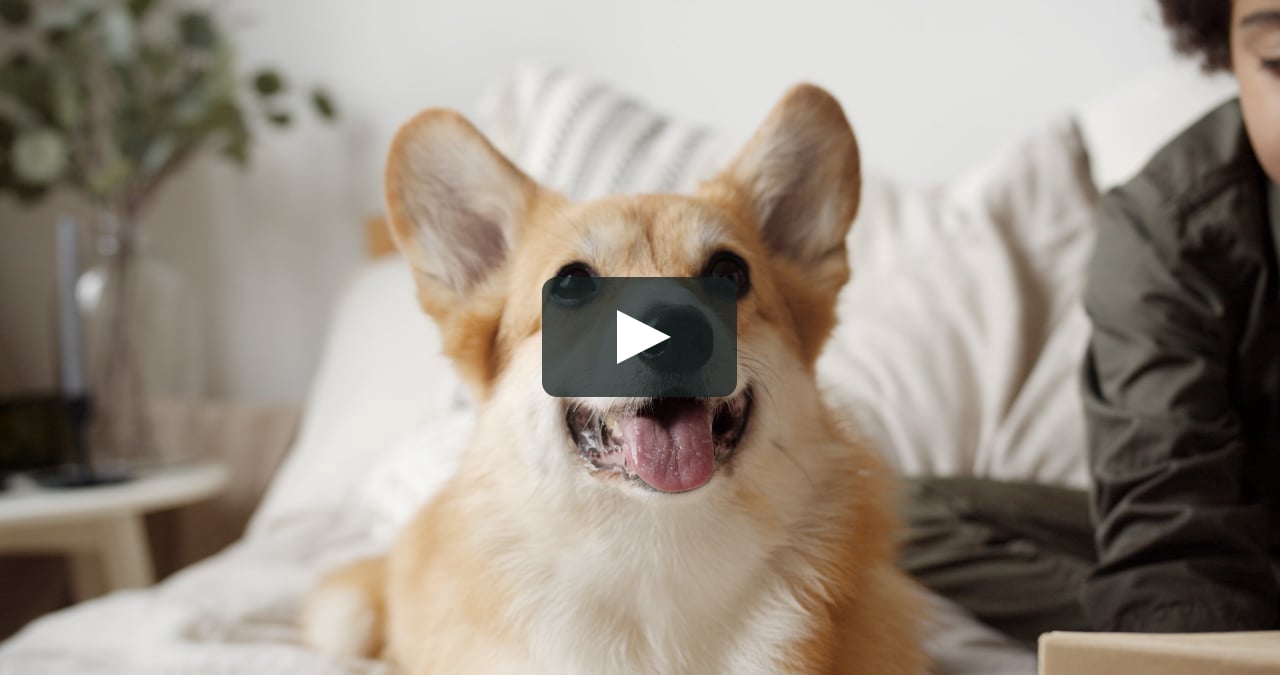 Dog on Vimeo