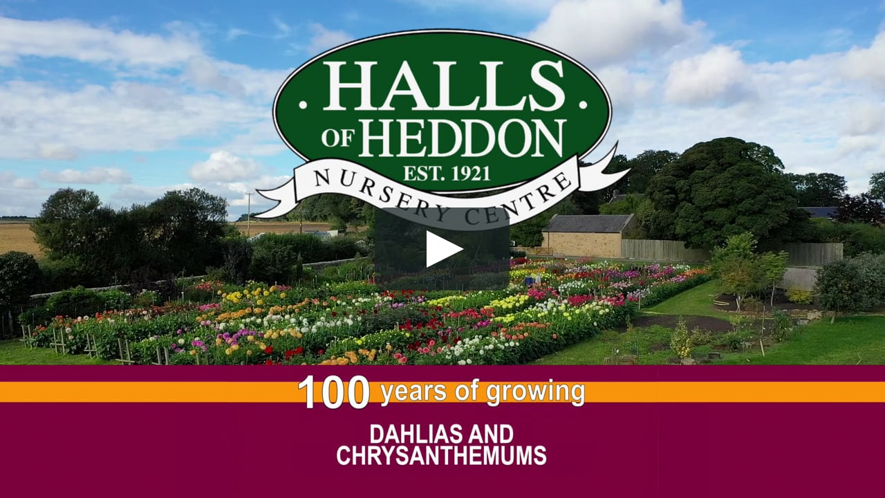 Halls of Heddon - Celebrating 100 Years 1921 - 2021.mov on Vimeo