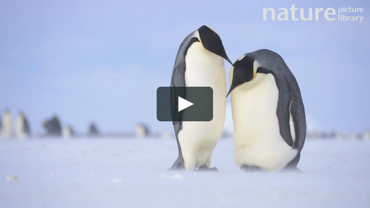 Emperor penguin pair standing facing each other, female lifts her brood ...