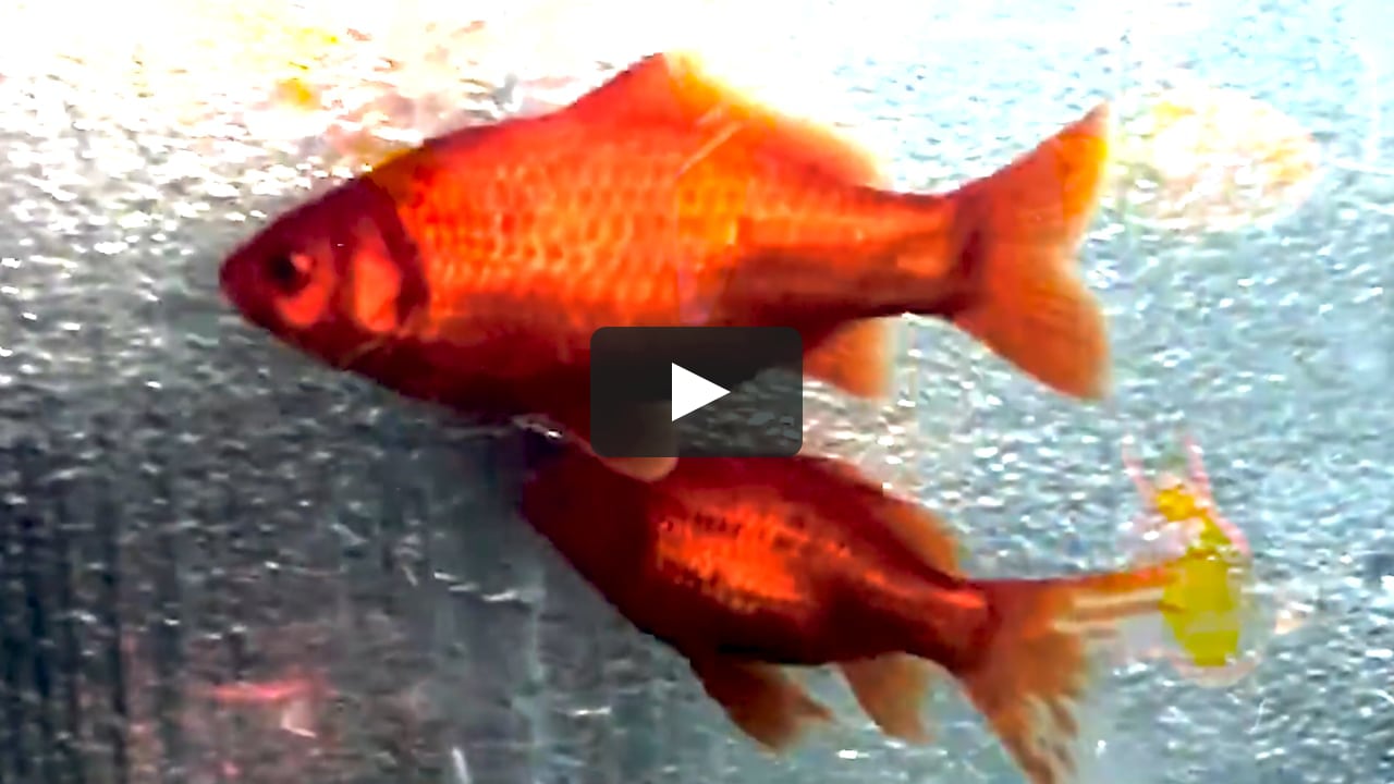 goldfish on Vimeo