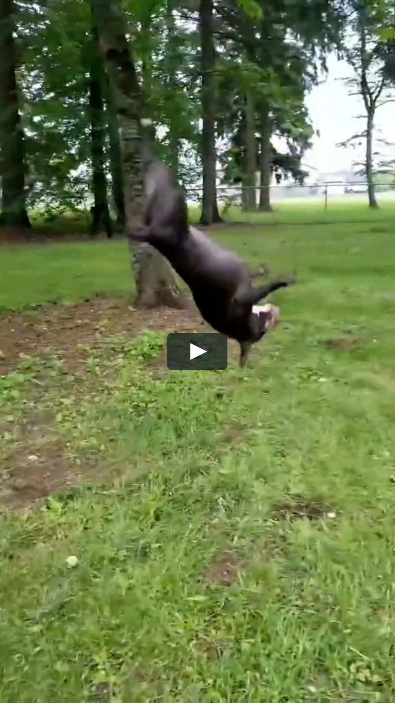 Funny animals run.mp4 on Vimeo