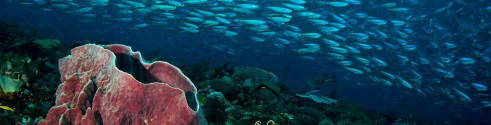 Diving Indonesia on Vimeo