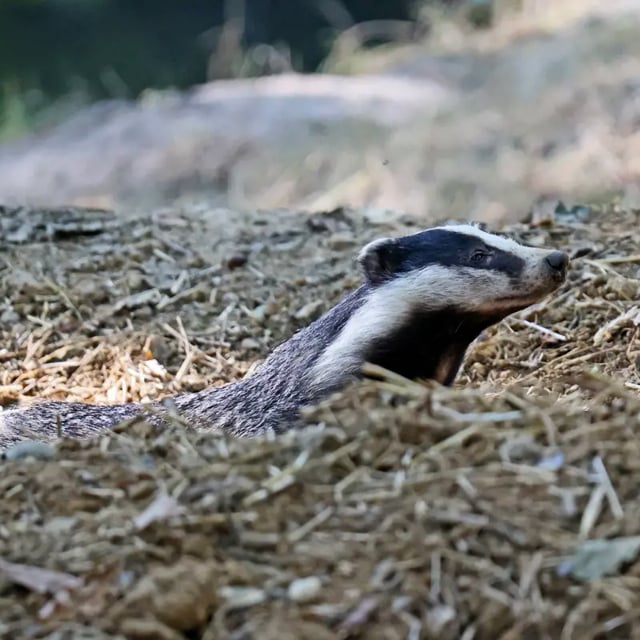 Wildlife central NL