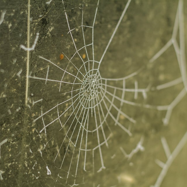 Crow's Eye Productions