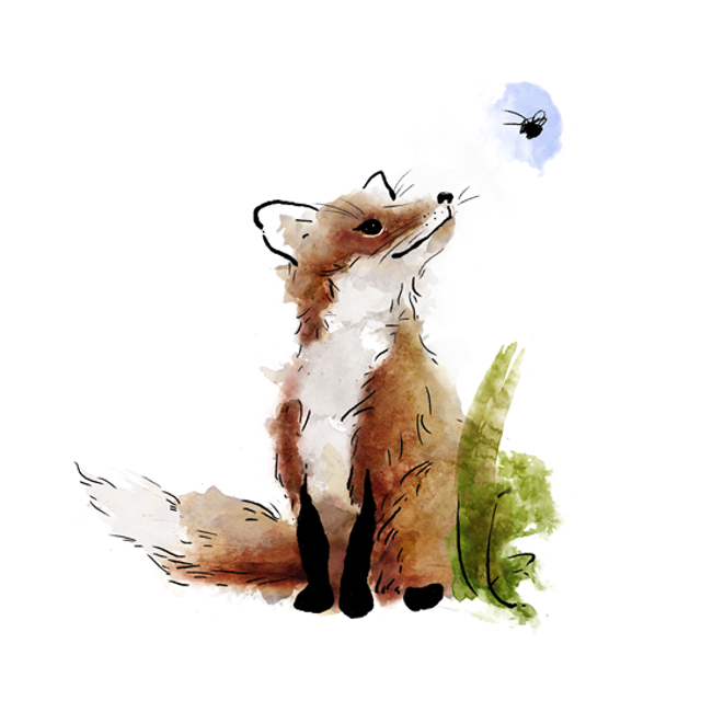 Red Fox Films - Filmmaker, Director of Photography (DP) & Cinematographer