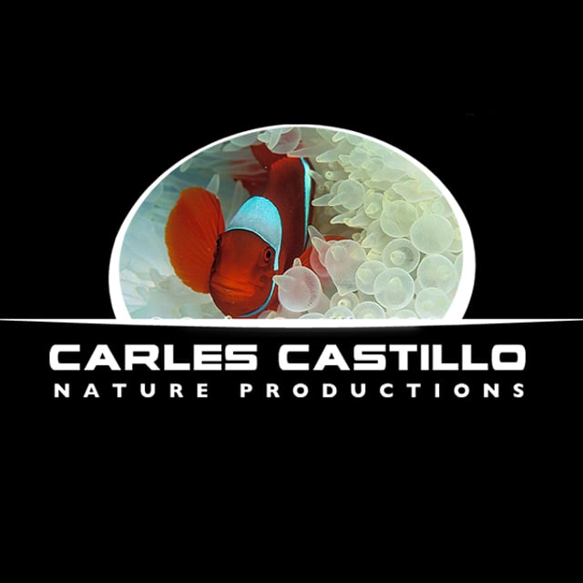 Carles Castillo HD