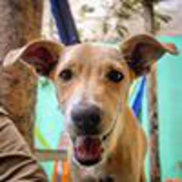 Thiago Seixas Príncipe