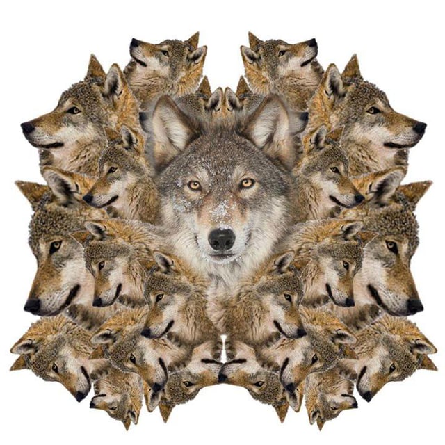 23 Wolves