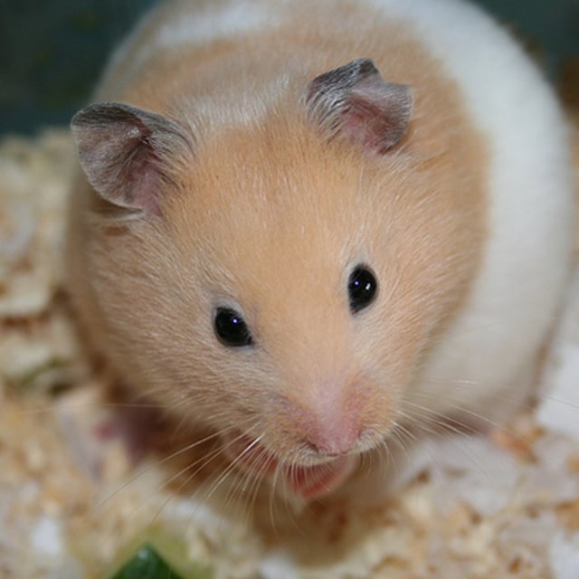 HamsterLoverAndVlogger