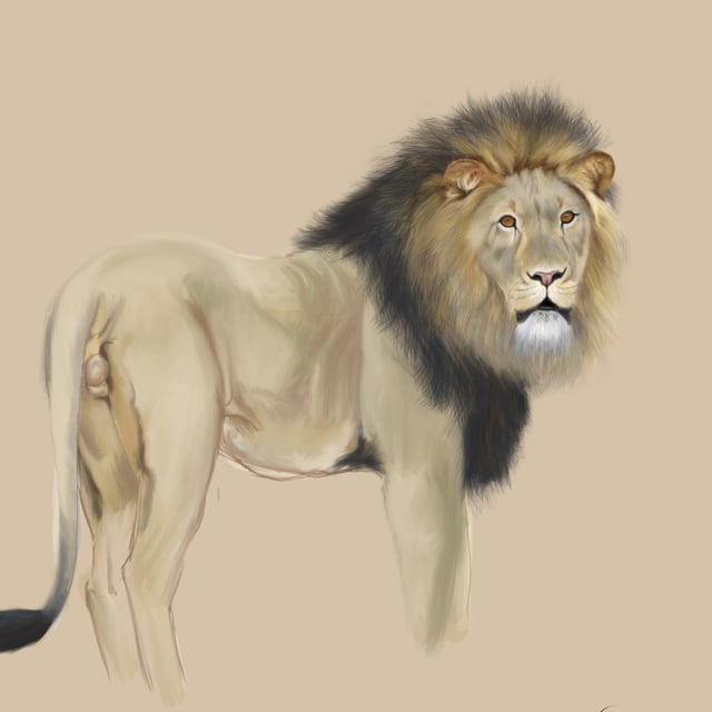 murray Ralfe natural history art