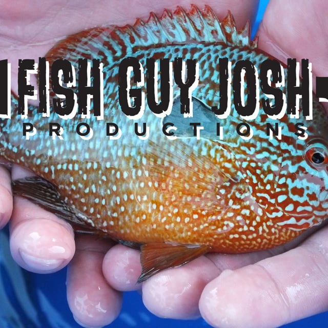 Fish Guy Josh