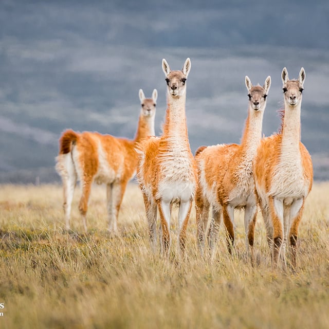 Wild Ecosystems Conservation