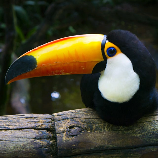 Tucan Rojo