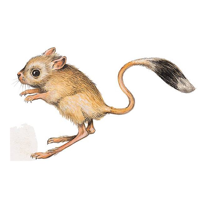 Gerboise