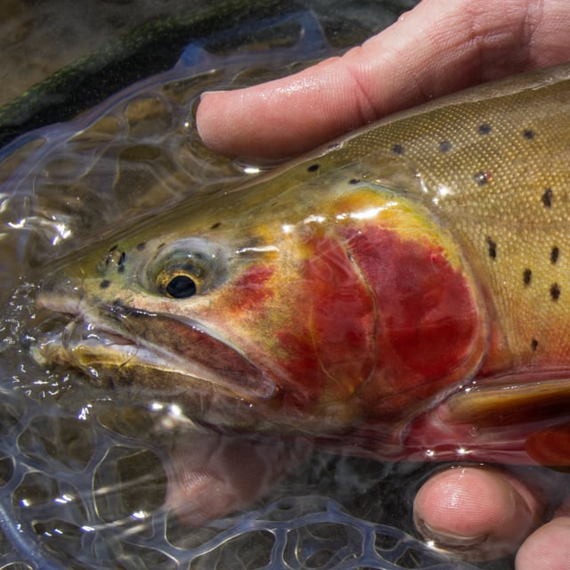 Living Waters Fly Fishing