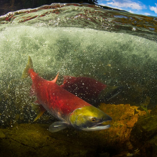 Tavish Campbell - Cinematographer, Aerial Cinematographer & Visual ...