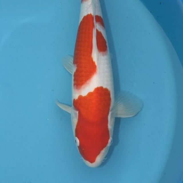 Sunny Bank Koi