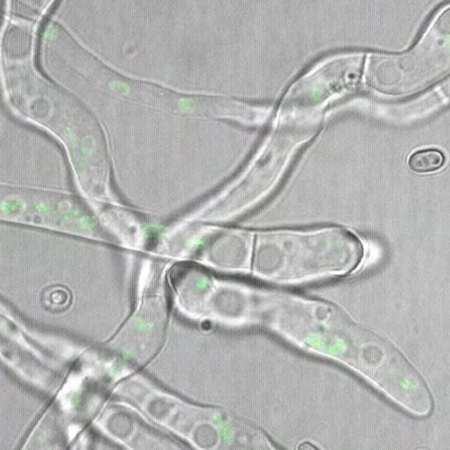 Microorganisms Japan