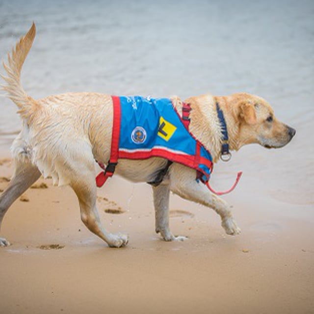 Assistance Dogs Australia