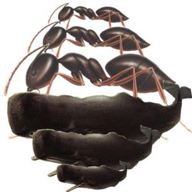 Ants on Whales