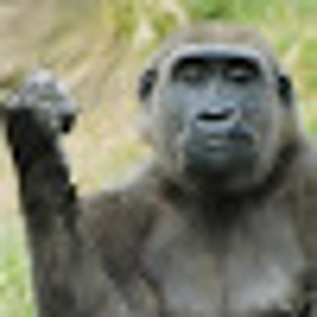 Andrew Stainer-Smith