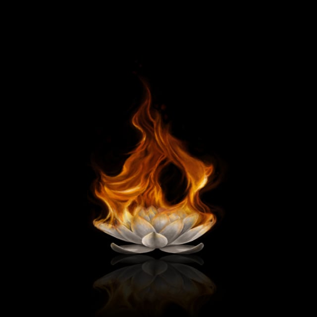 Lotus Fire Film Network - Screenwriter, Director & Producer