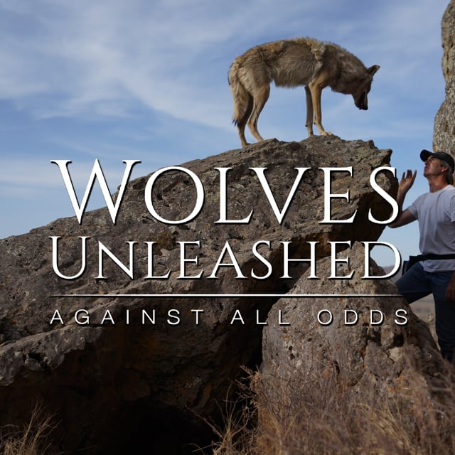 Wolves Unleashed
