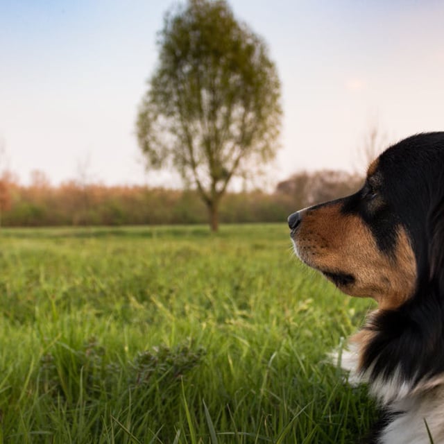 dogs on demand