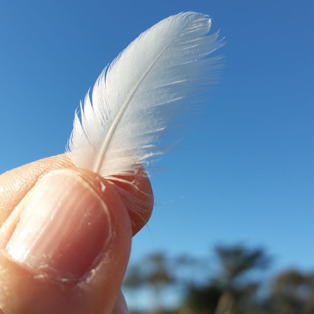 Adventures with Birdinhand