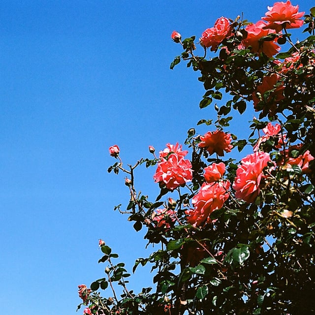 Flora Andrea Citarella