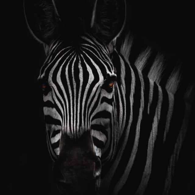 Zebra Visuals