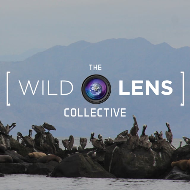Wild Lens