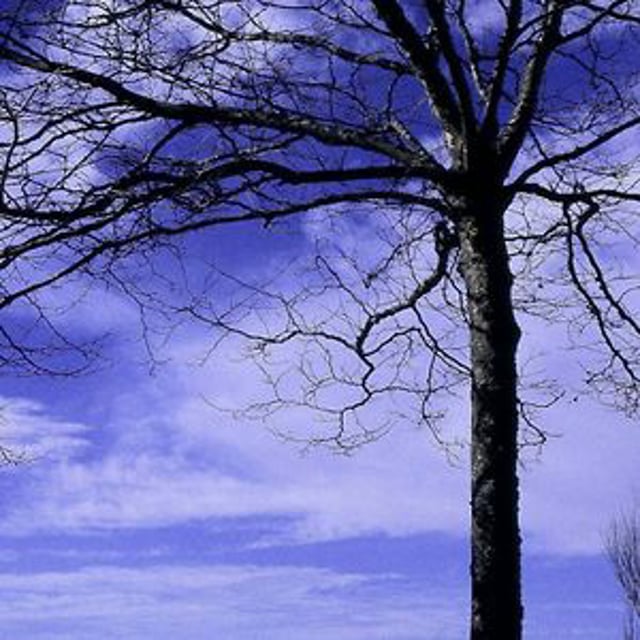 Sleeping Tree Pictures