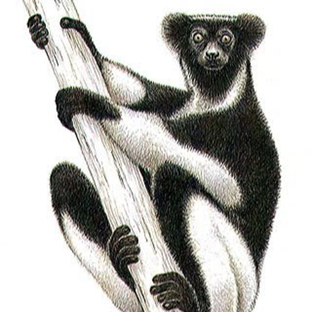 indri indri